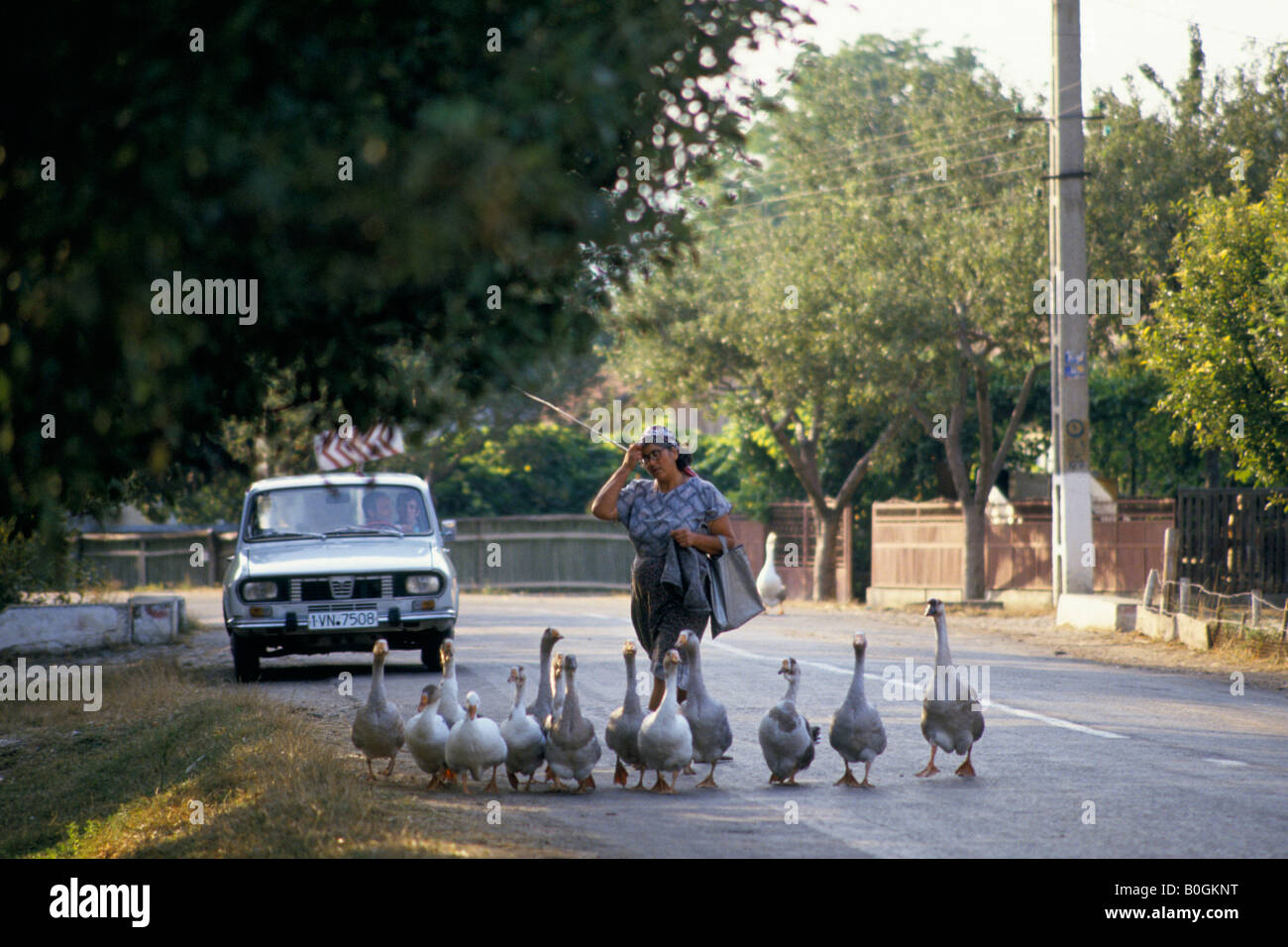 Herding geese hi-res stock photography and images - Alamy