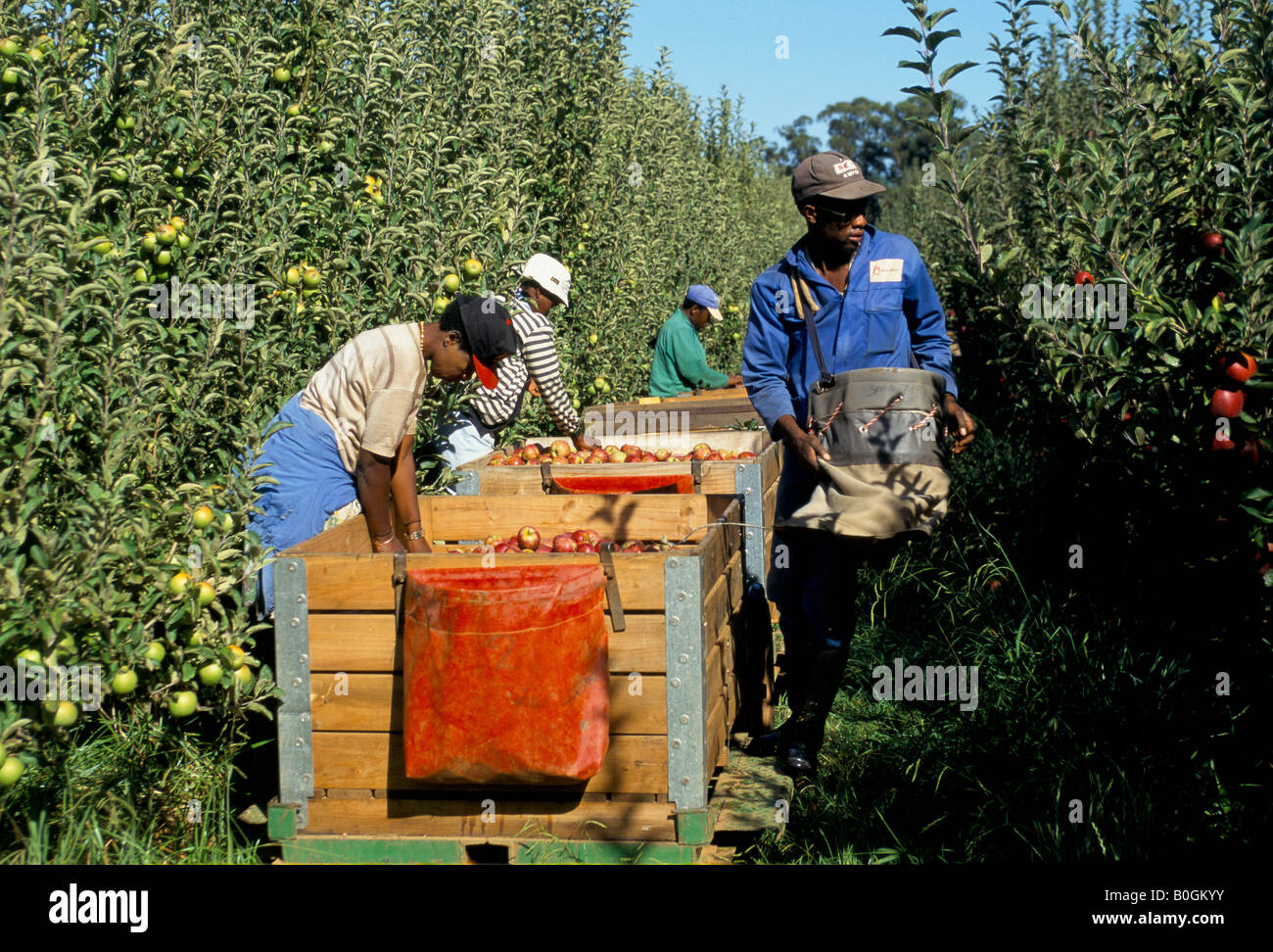 Workers harvesting apples, Grabouw, South Africa Stock Photo - Alamy