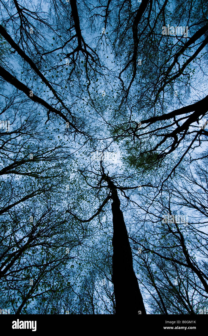 Bluebells woods ashridge hertfordshire england hi-res stock photography ...