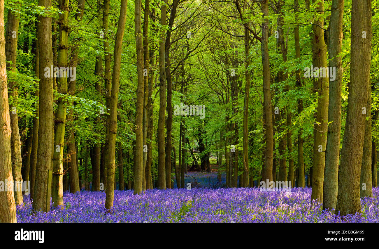 Copse remote hi-res stock photography and images - Alamy