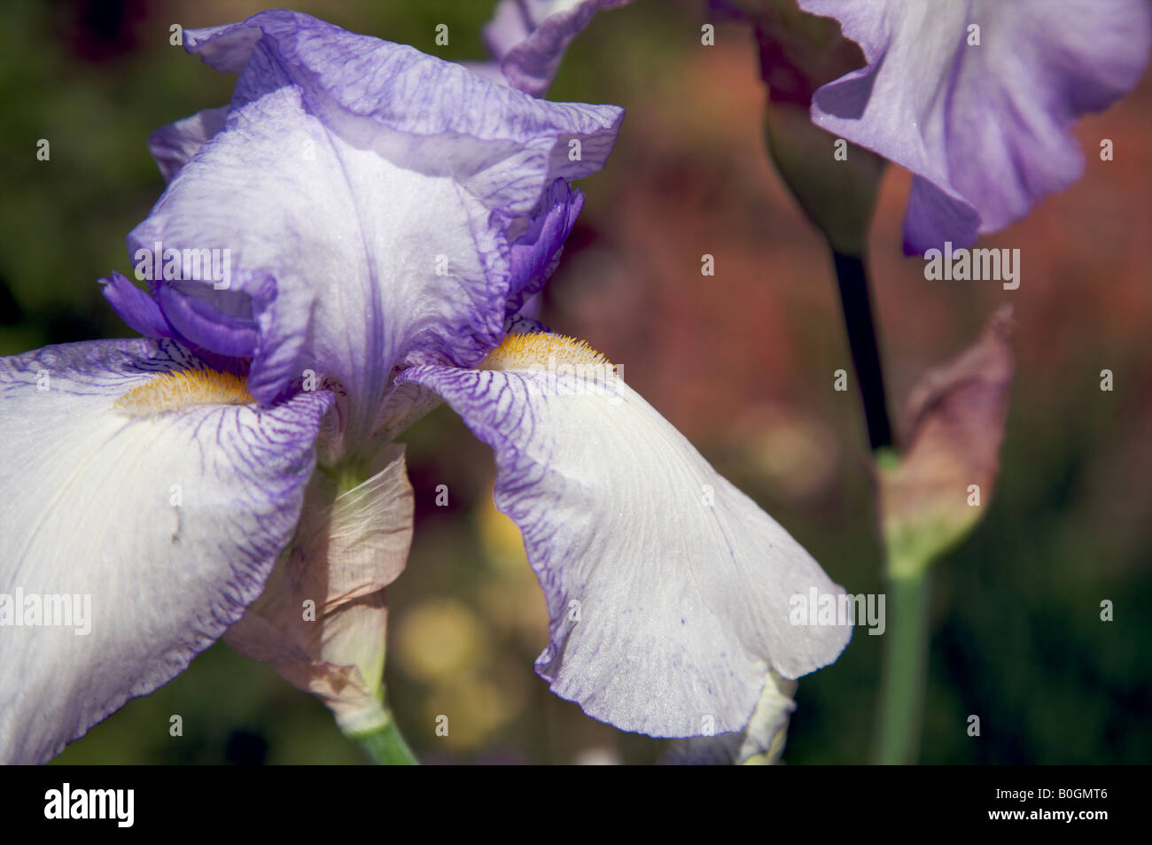 BEARDED POGON IRIS SNOW TRACERY IRIDACEAE FLOWER IN A SURREY GARDEN IN ...