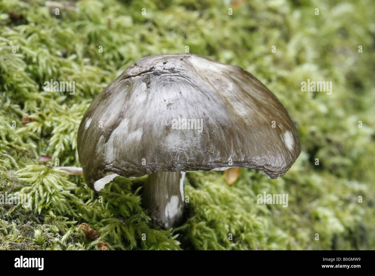 Pluteus fungi hi-res stock photography and images - Alamy