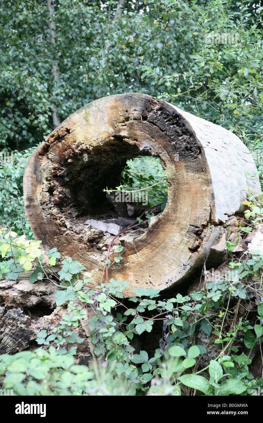 Rotting sawn wood hi-res stock photography and images - Alamy