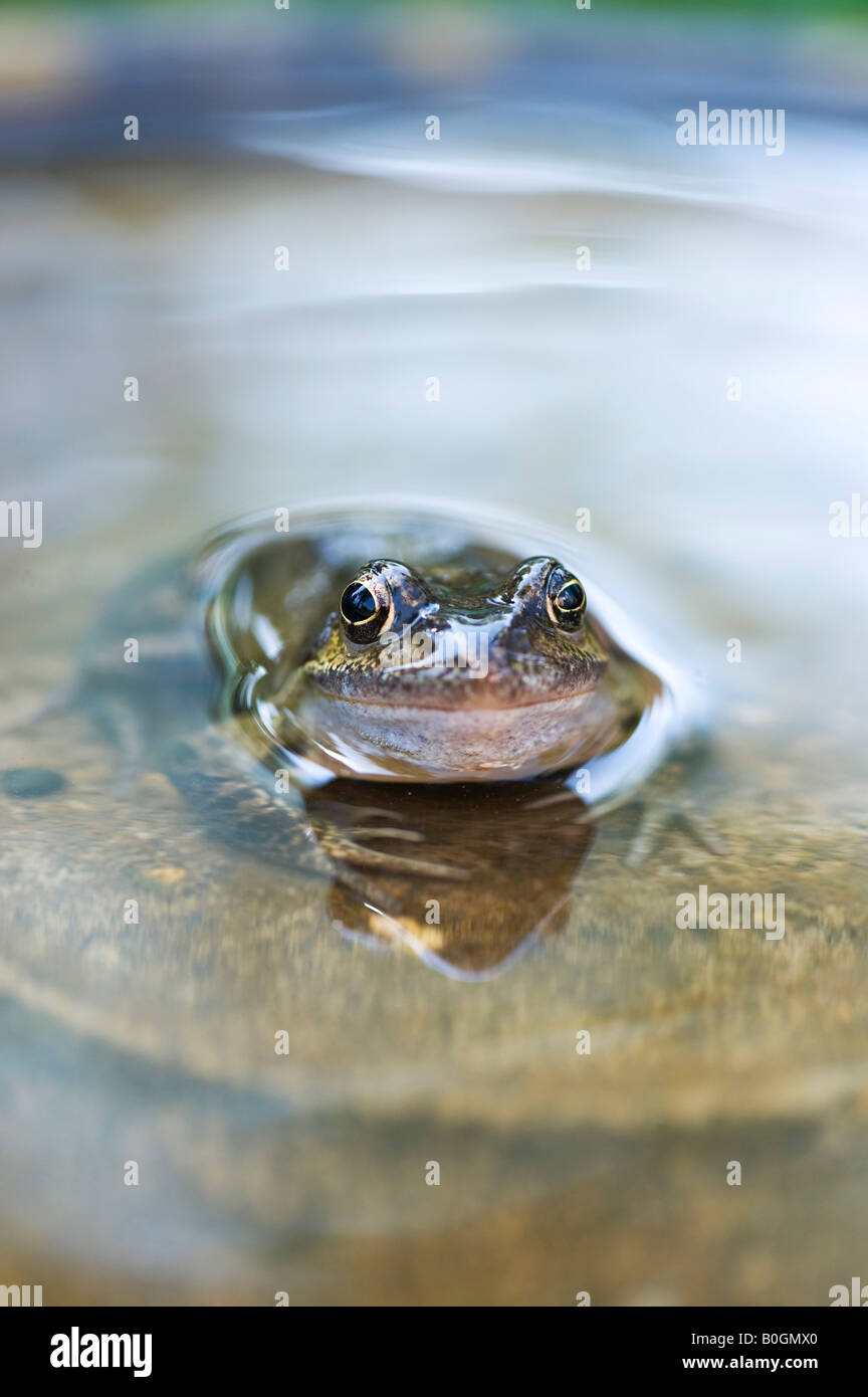 Rana temporaria. Common garden frog in a stone bird bath in a garden ...