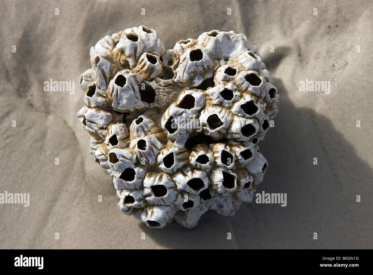 Rock Barnacle