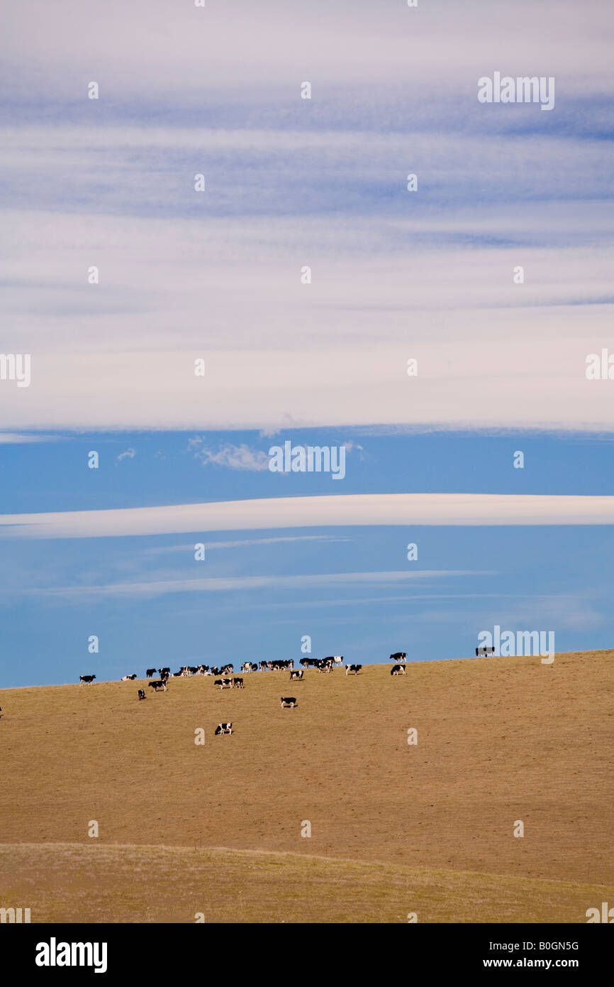 Distant cow hi-res stock photography and images - Alamy