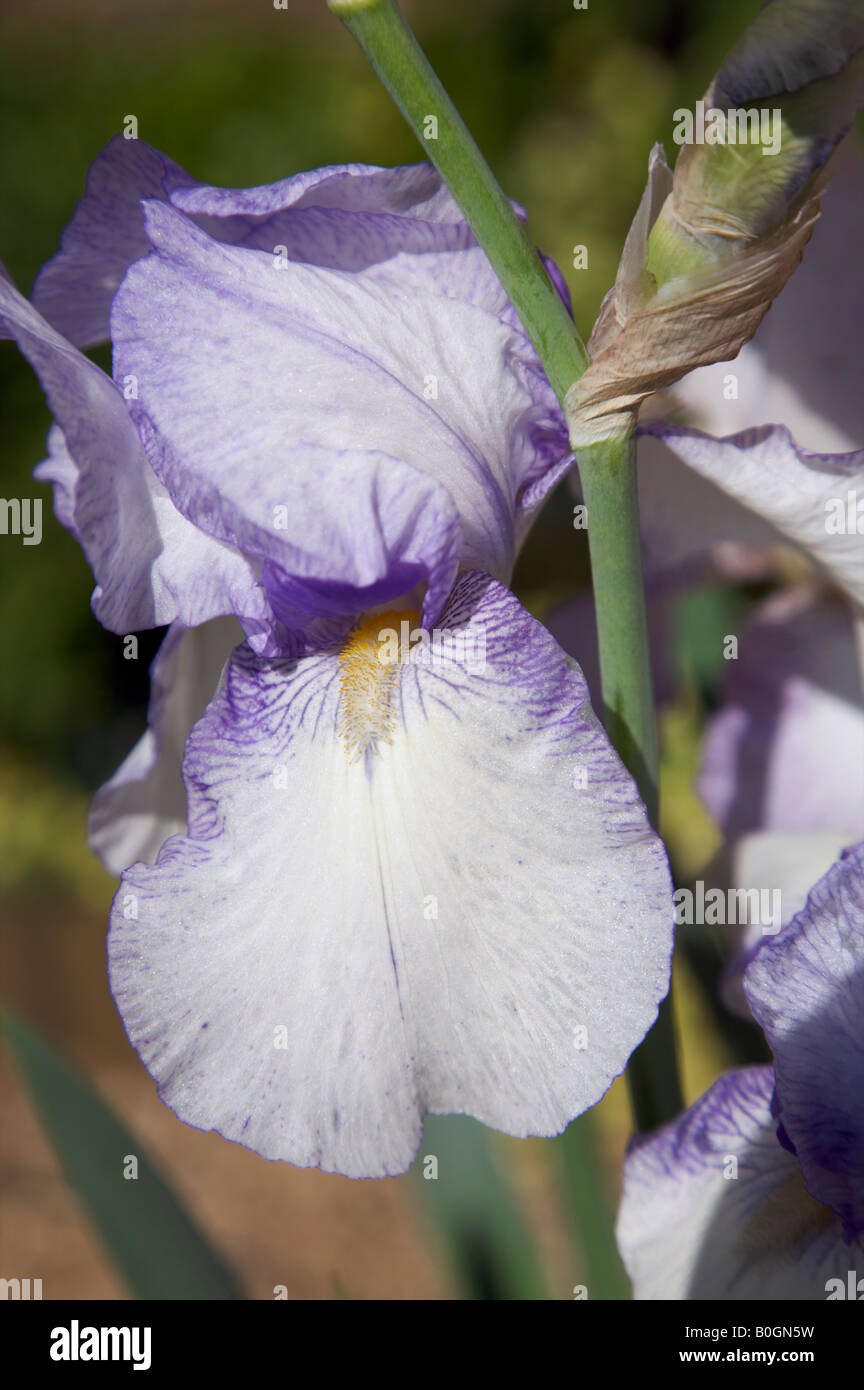 BEARDED POGON IRIS SNOW TRACERY IRIDACEAE FLOWER IN A SURREY GARDEN IN ...