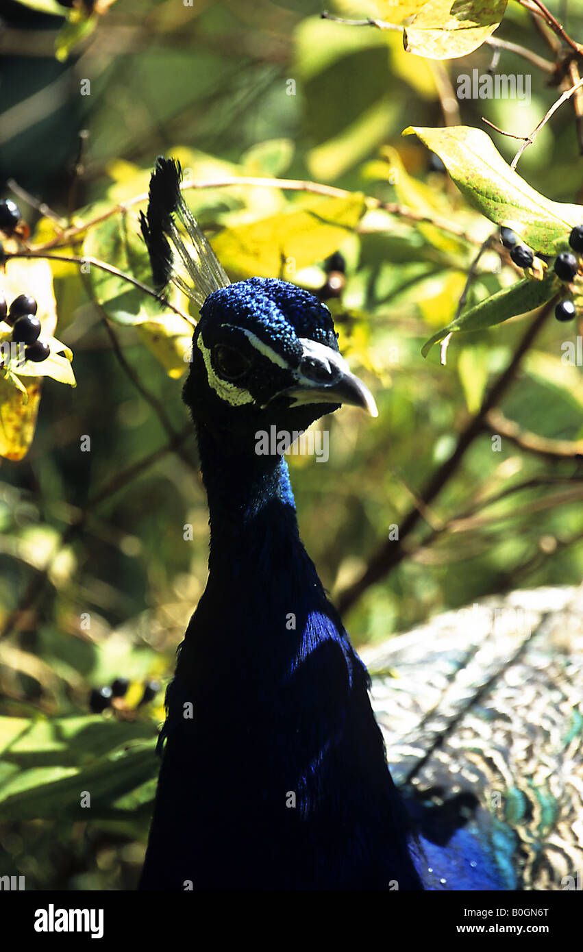 Head quills hi-res stock photography and images - Alamy