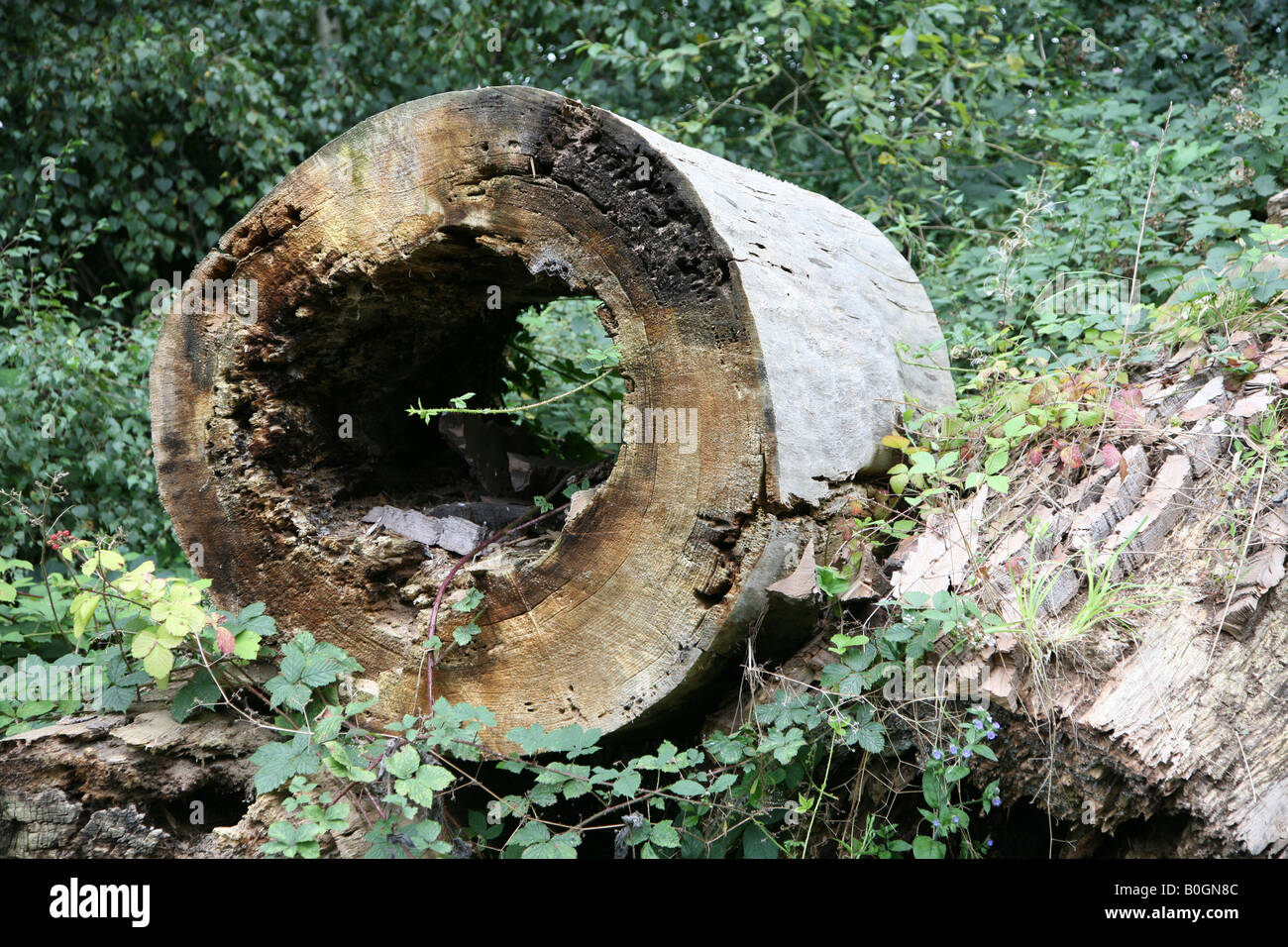 Rotting sawn wood hi-res stock photography and images - Alamy