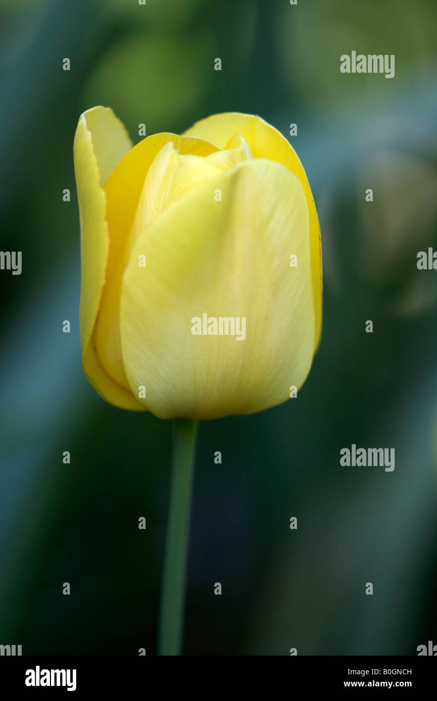 tulip flower head Stock Photo - Alamy