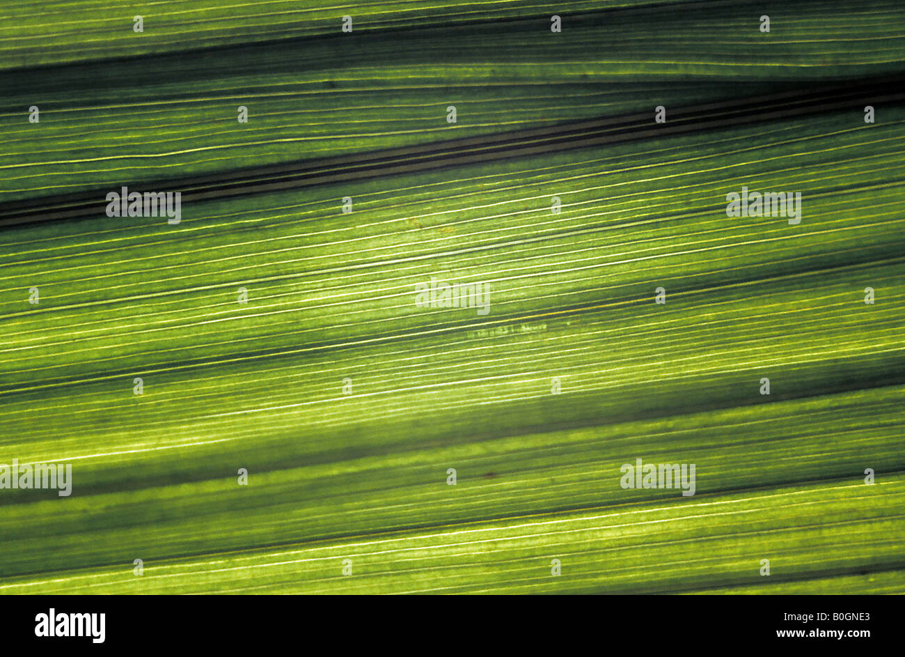 Leaf Vein Structure Stock Photo - Alamy