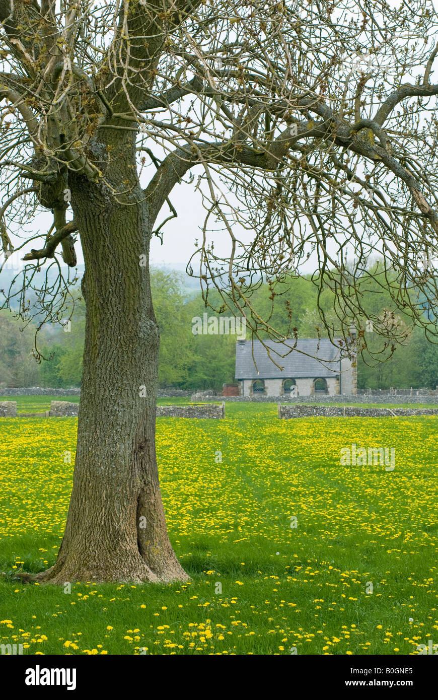Tree in a grass field hi-res stock photography and images - Alamy