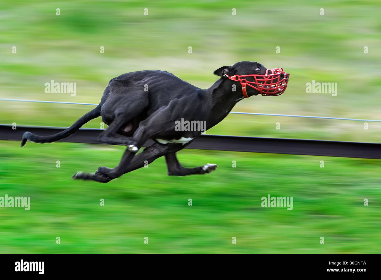 Whippet dog racing on a french cynodrome Stock Photo - Alamy