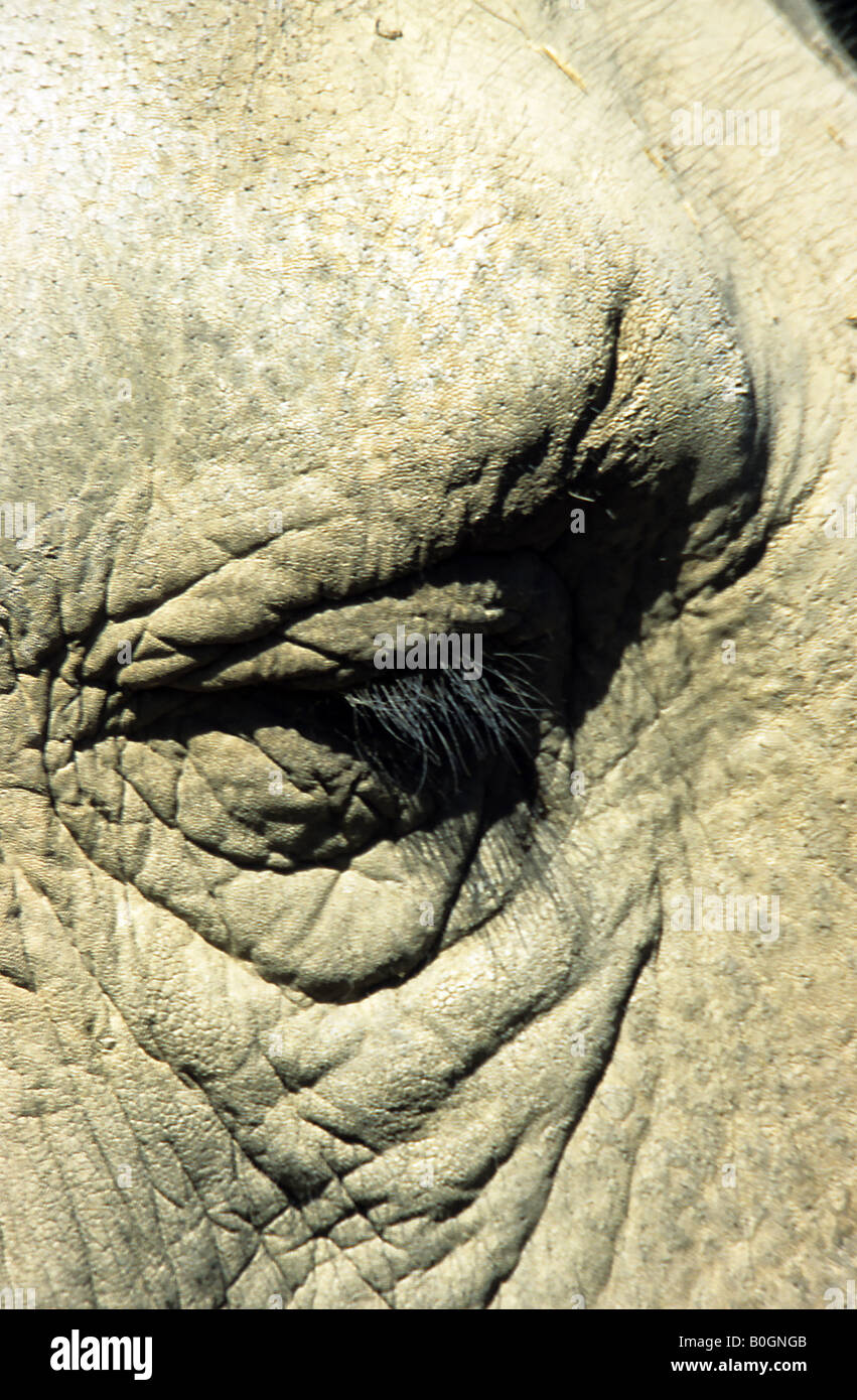 Sad elephant photographs hi-res stock photography and images - Alamy