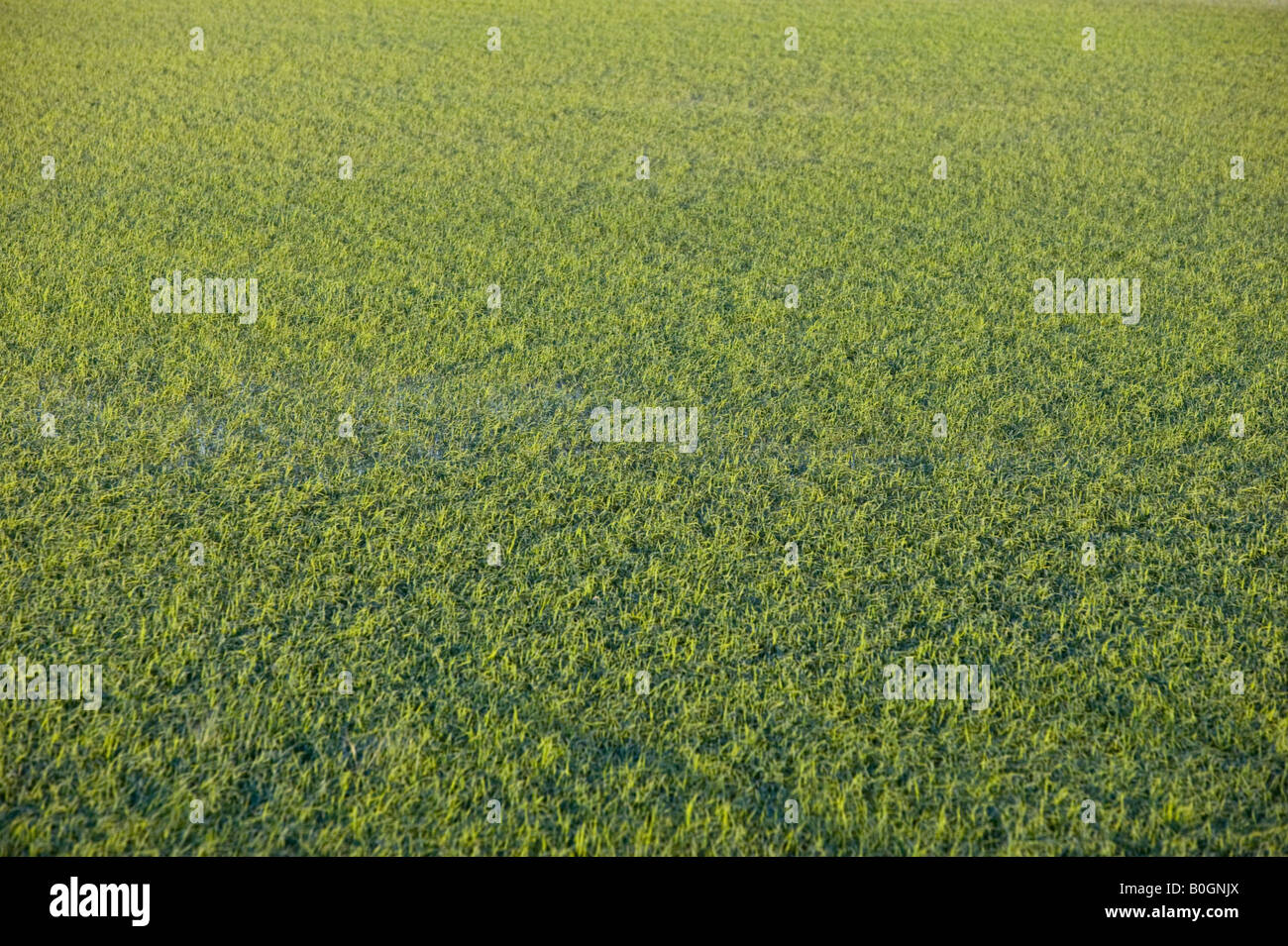 Rice field Yuba County Stock Photo - Alamy