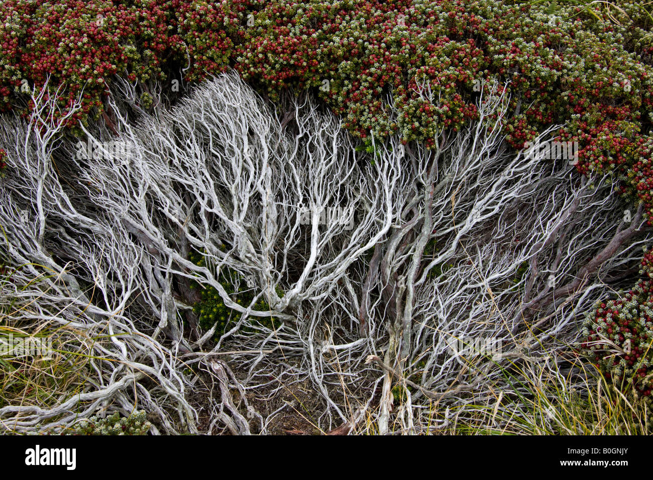 Diddle Dee Bush or Red Crowberry - Empetrum rubrum - on the Falkland ...