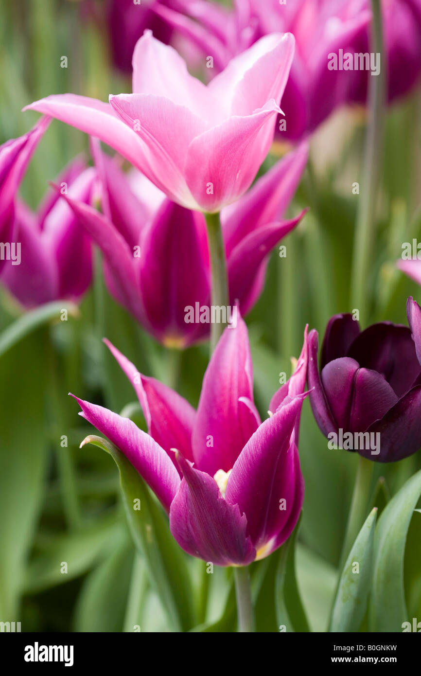 Shades of pink tulips hi-res stock photography and images - Alamy
