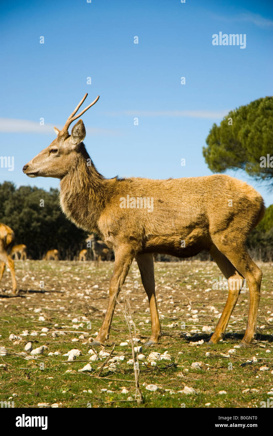 Deer in Castile Leon region SPAIN Stock Photo - Alamy