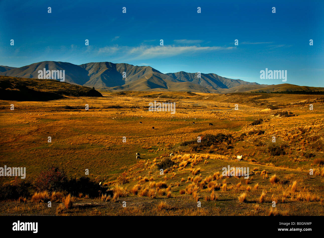 Sheep country near the Ida Valley Central Otago New Zealand. Power of ...