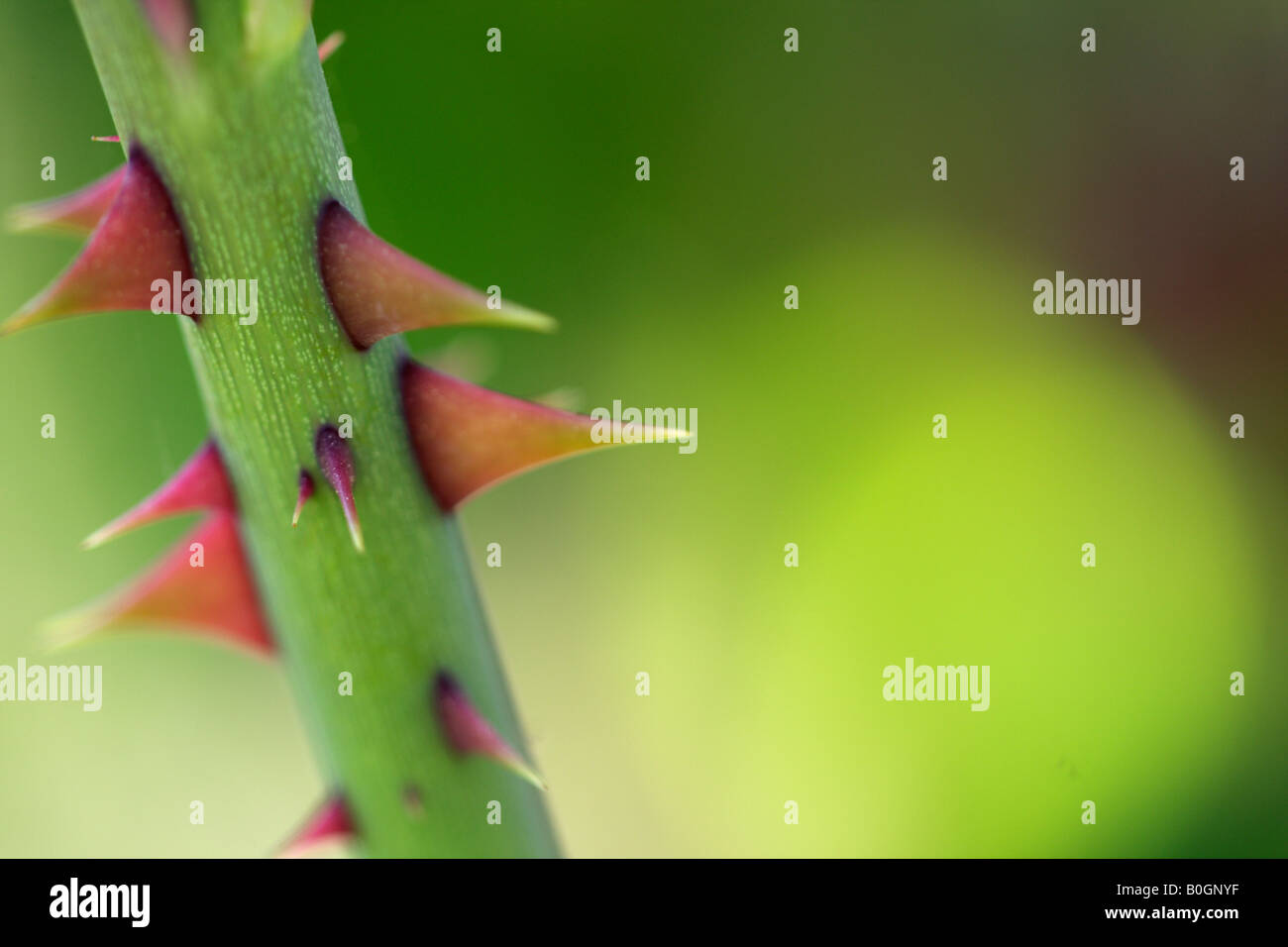 detail of thorn of Rose bush Stock Photo - Alamy