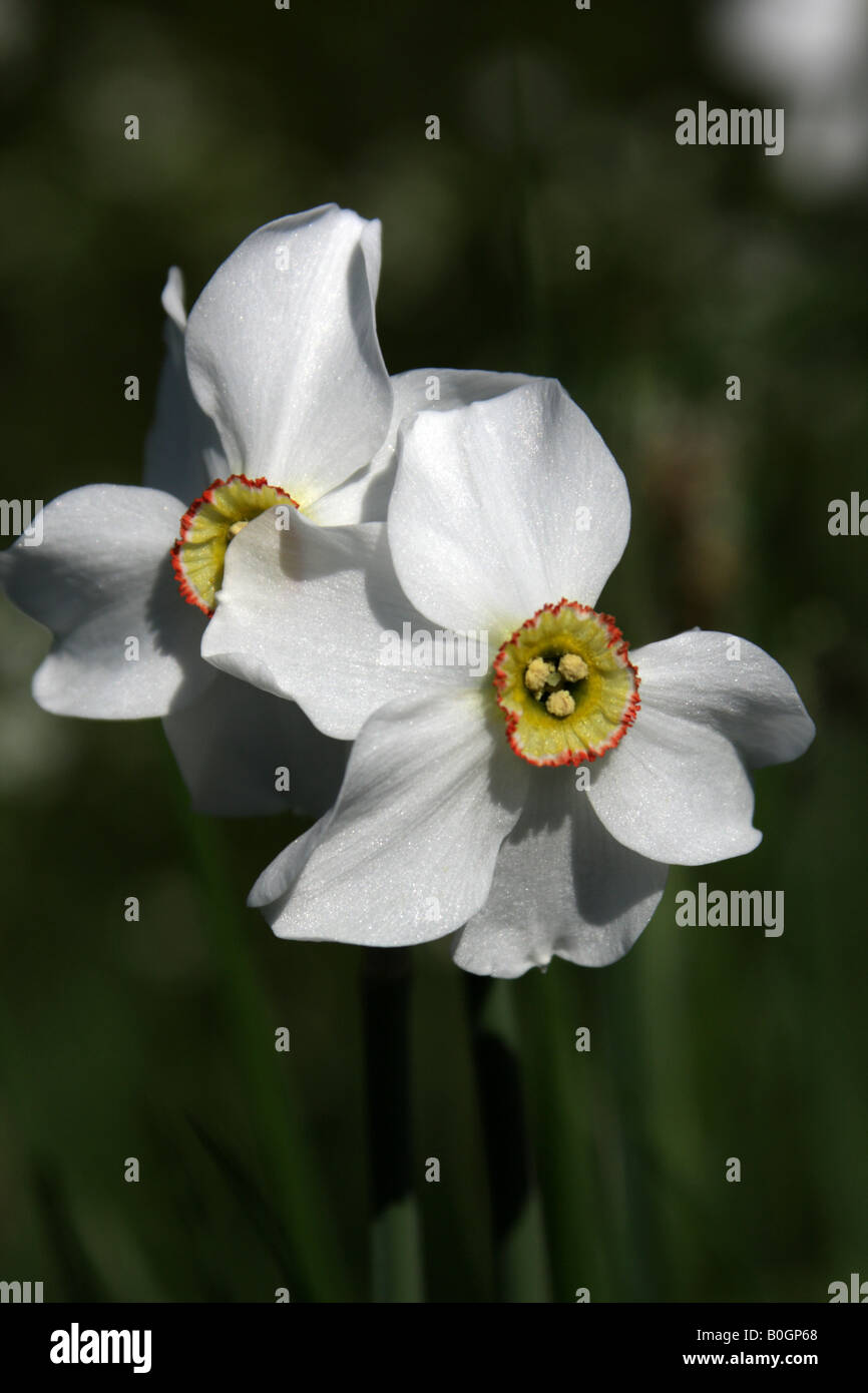 Dafodils hi-res stock photography and images - Alamy