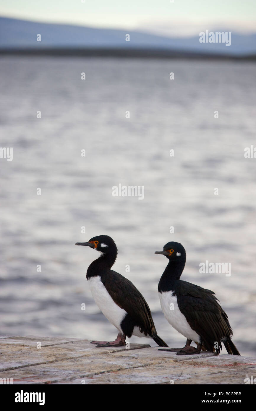 Magellanic cormorant hi-res stock photography and images - Alamy