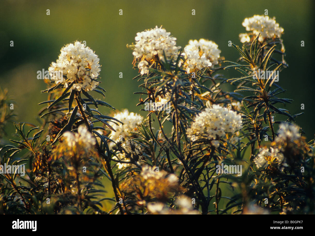 Bog labrador tea hi-res stock photography and images - Alamy