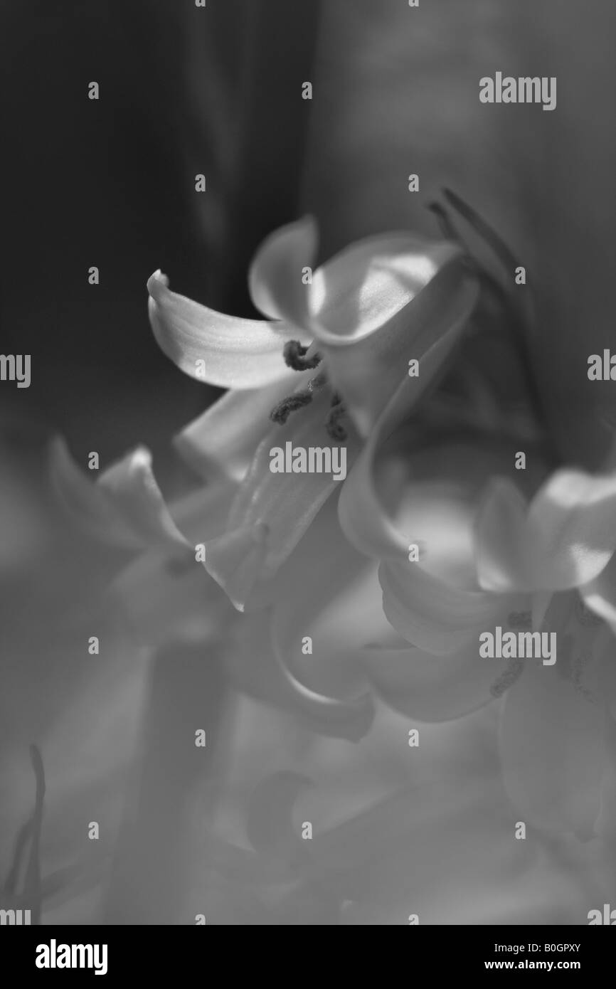 White bell shaped Black and White Stock Photos & Images - Alamy