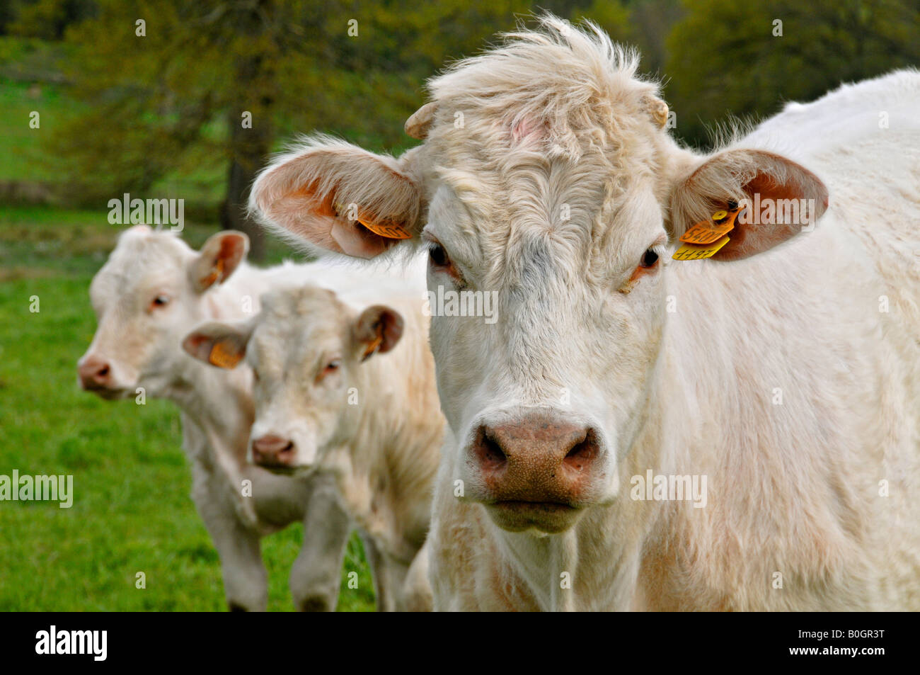 Three Calves in a field Stock Photo - Alamy