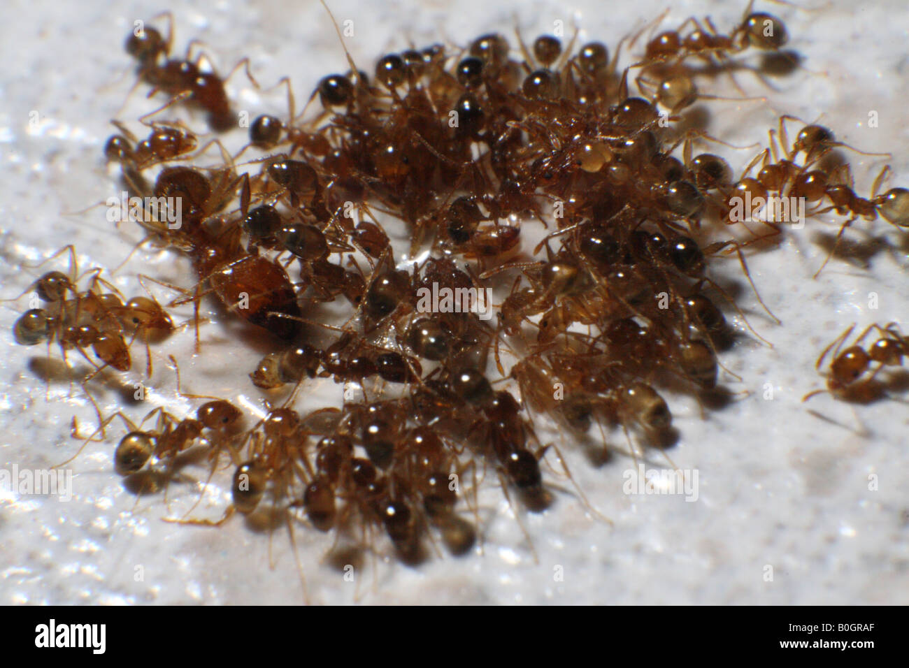 close up on ants Stock Photo - Alamy