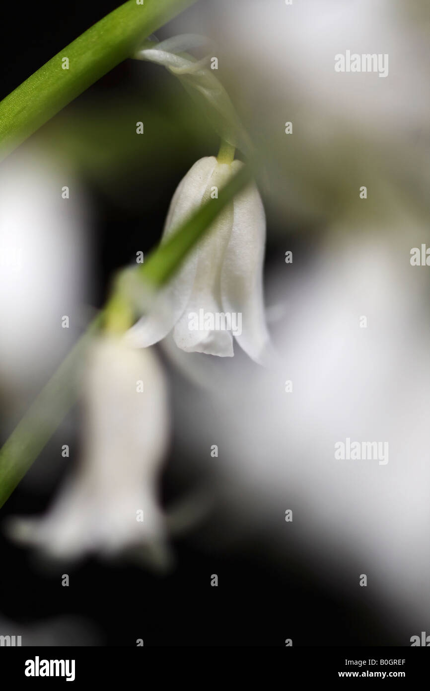 White bell shape flowers hi-res stock photography and images - Alamy