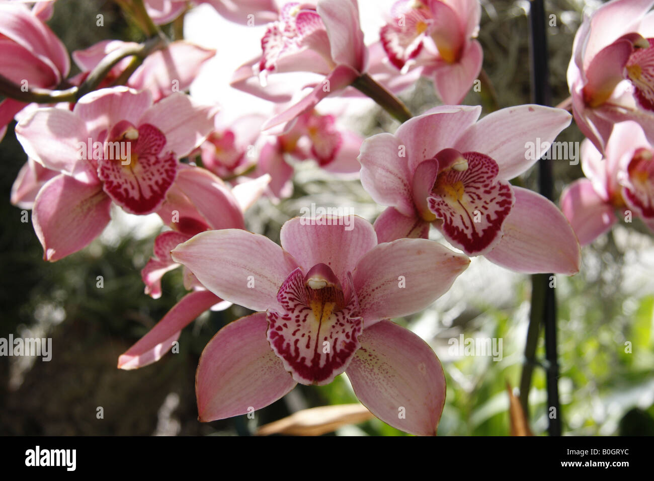 Unknown Tropical Flower Stock Photo - Alamy