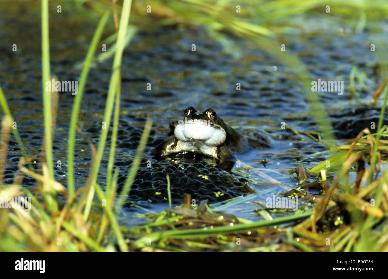 Frog croak hi-res stock photography and images - Alamy