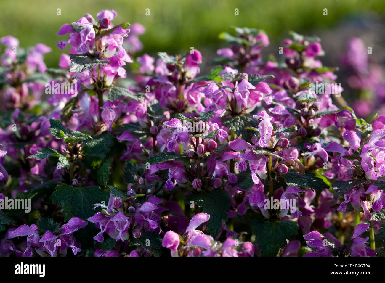 Creeping Lamium (Lamium maculatum Stock Photo - Alamy