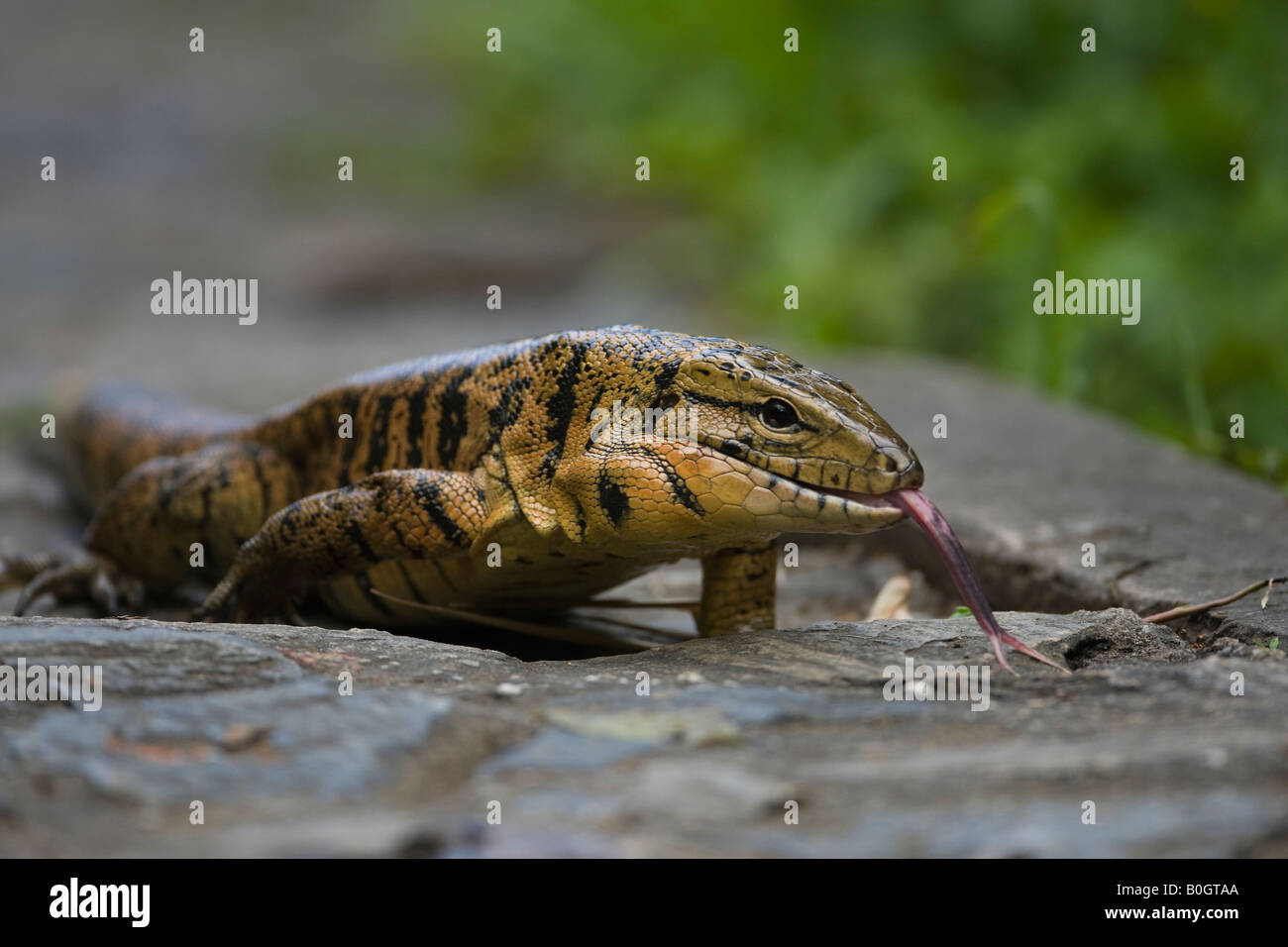 Tupinambis teguixin hi-res stock photography and images - Alamy