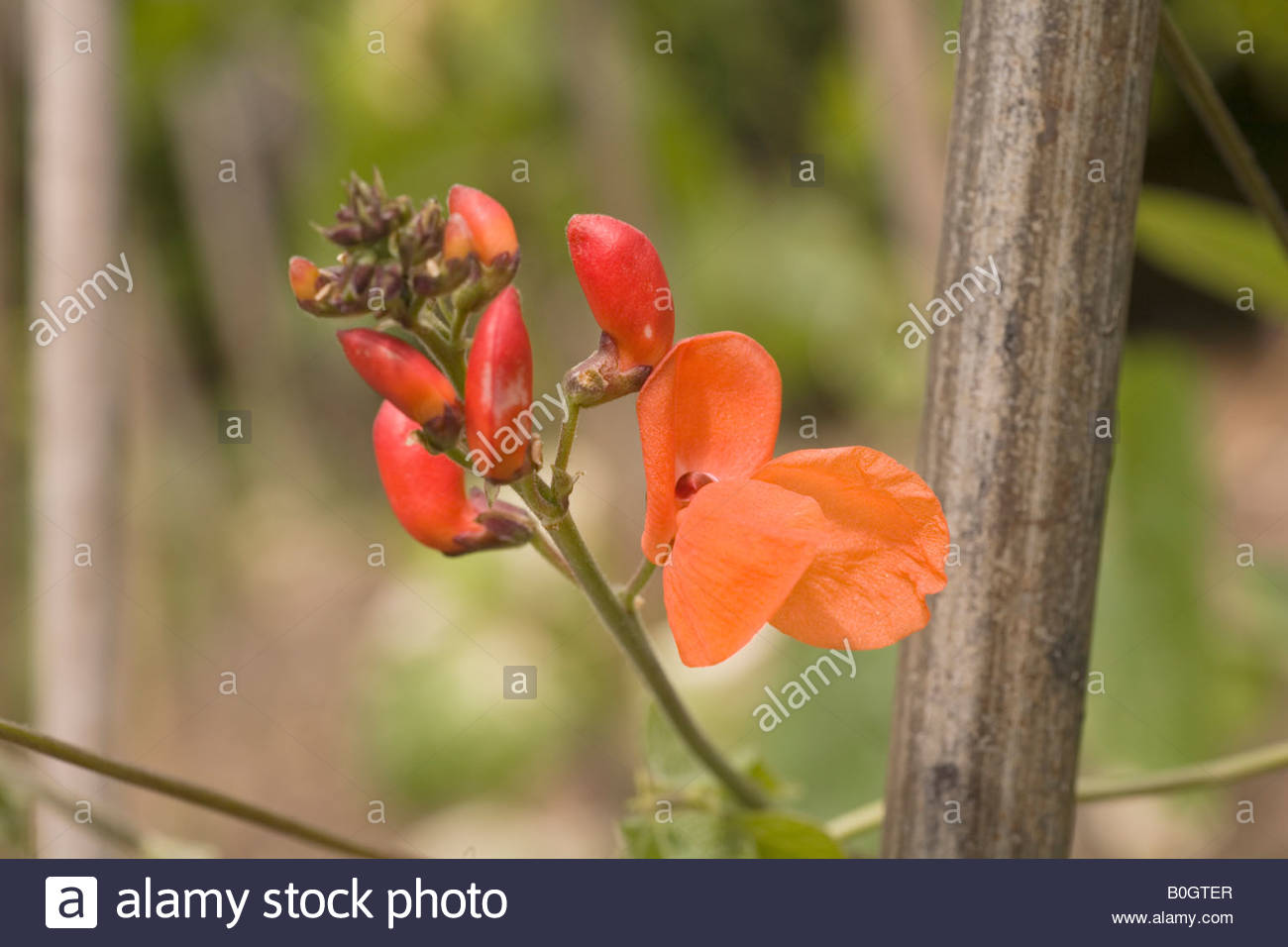 Runner Bean Plants Flowering High Resolution Stock Photography and ...