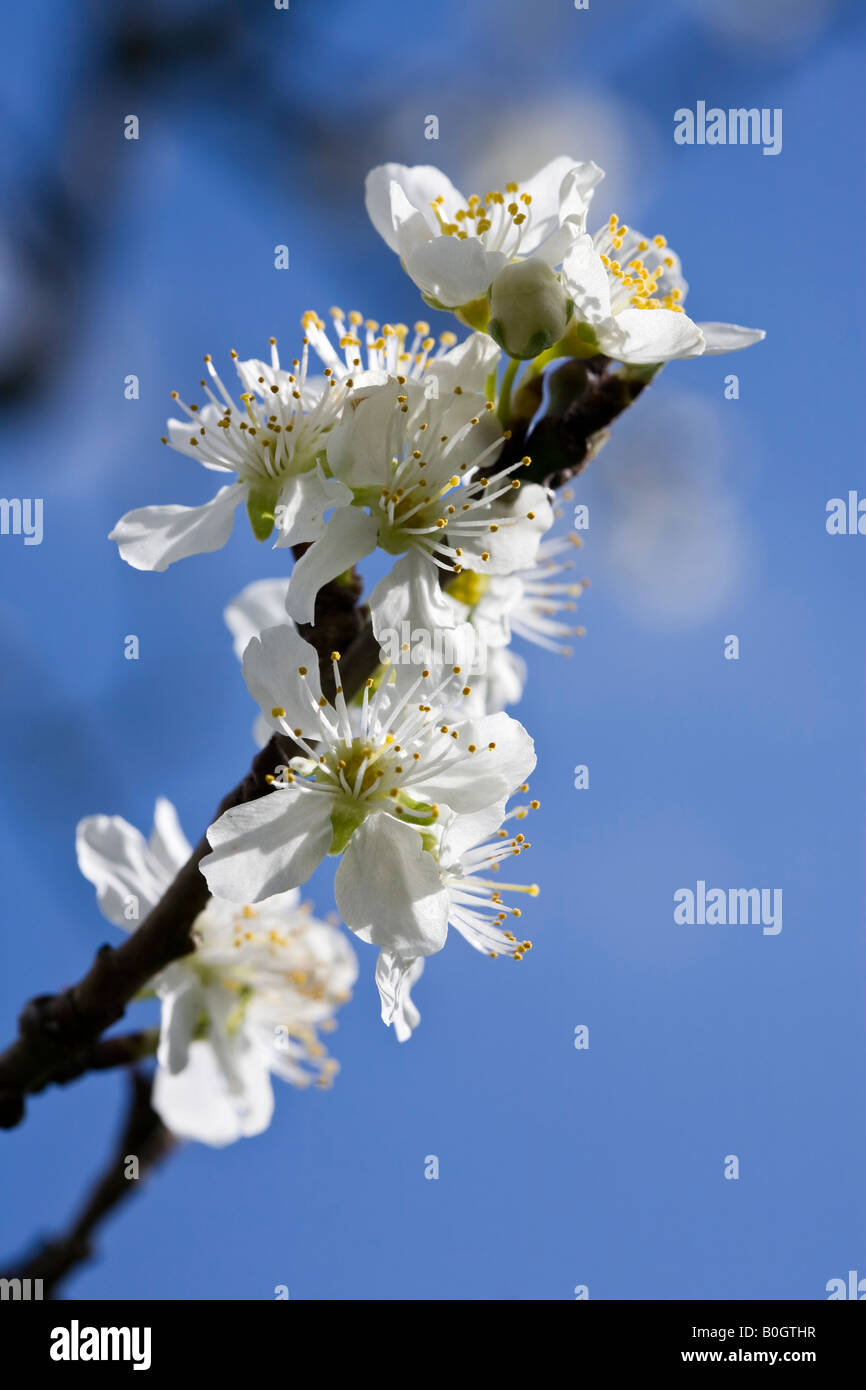 Prunus 'Czar' - plum blossom Stock Photo - Alamy