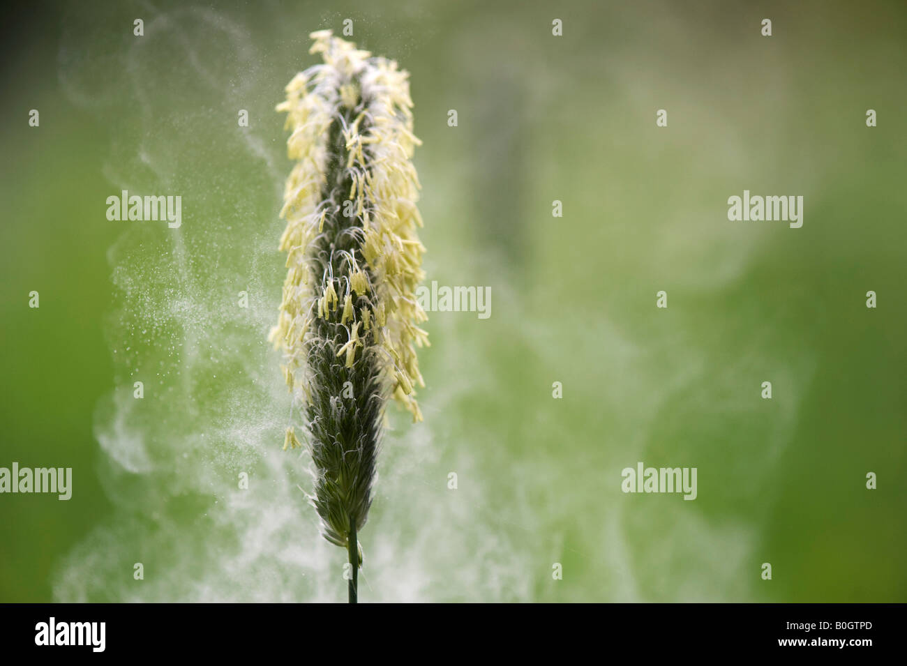 Pollen being released from a grass seed head in the English countryside ...