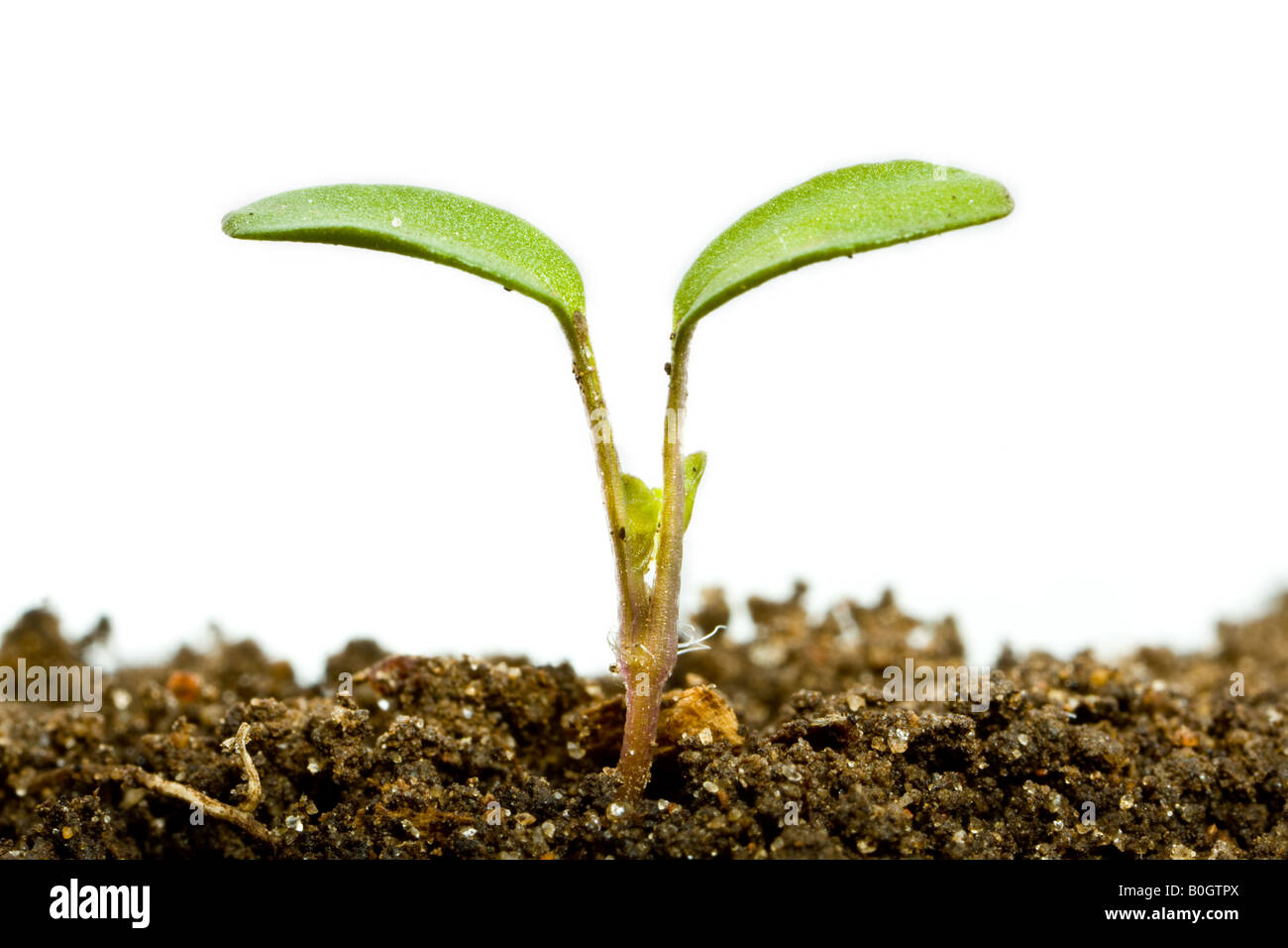a sprouting sprout Stock Photo - Alamy