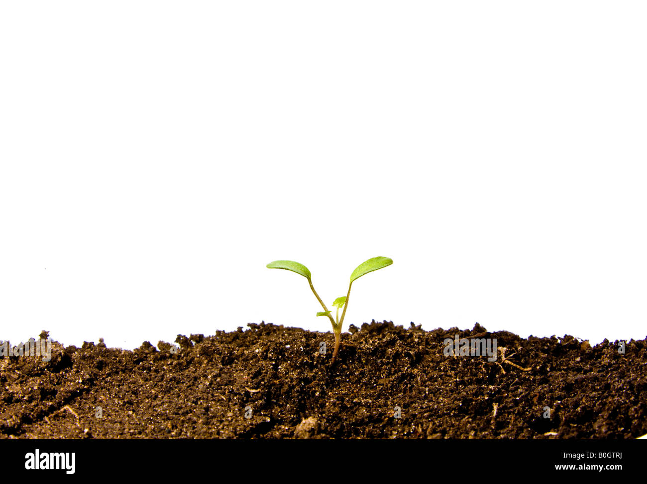 a sprouting sprout Stock Photo - Alamy