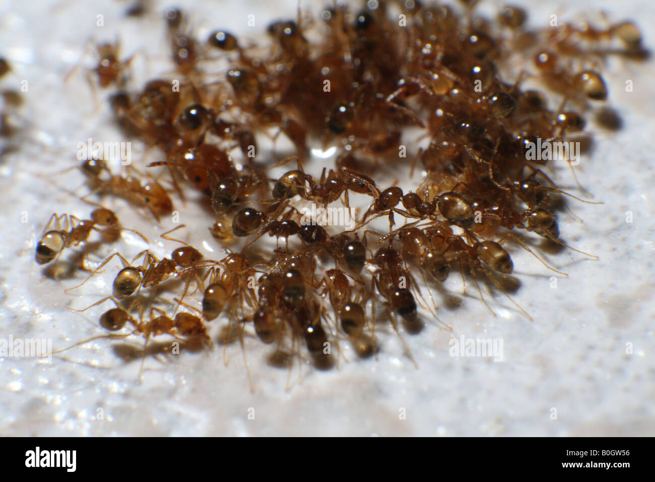 close up on ants Stock Photo - Alamy