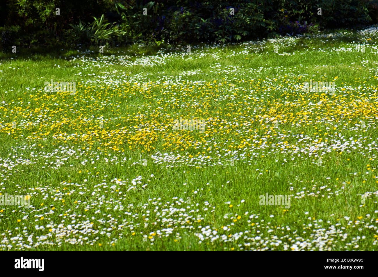 Nice lovely food for cows meadow pasture wide wide hi-res stock ...