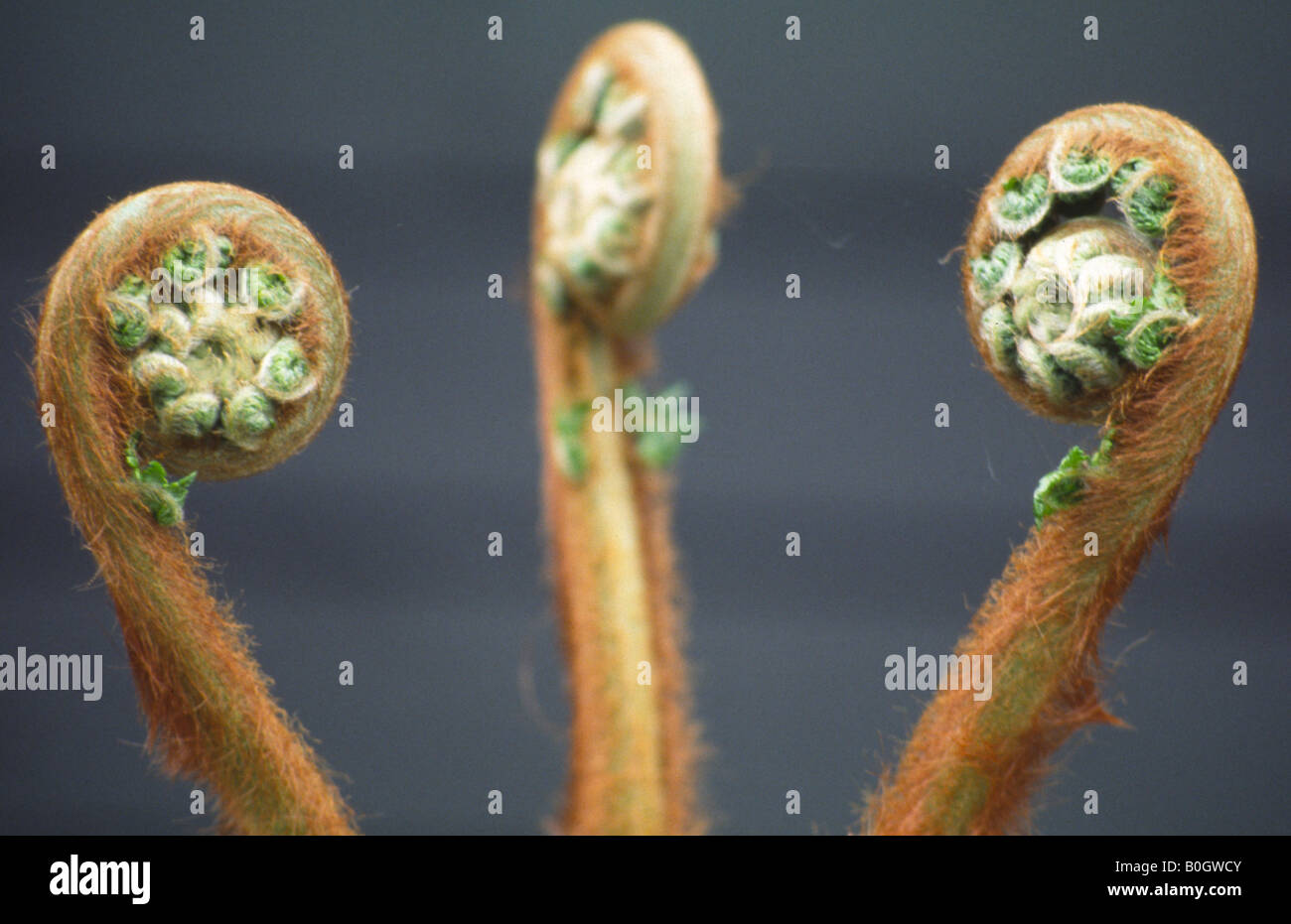 Dicksonia Antarctica, tree fern Stock Photo - Alamy