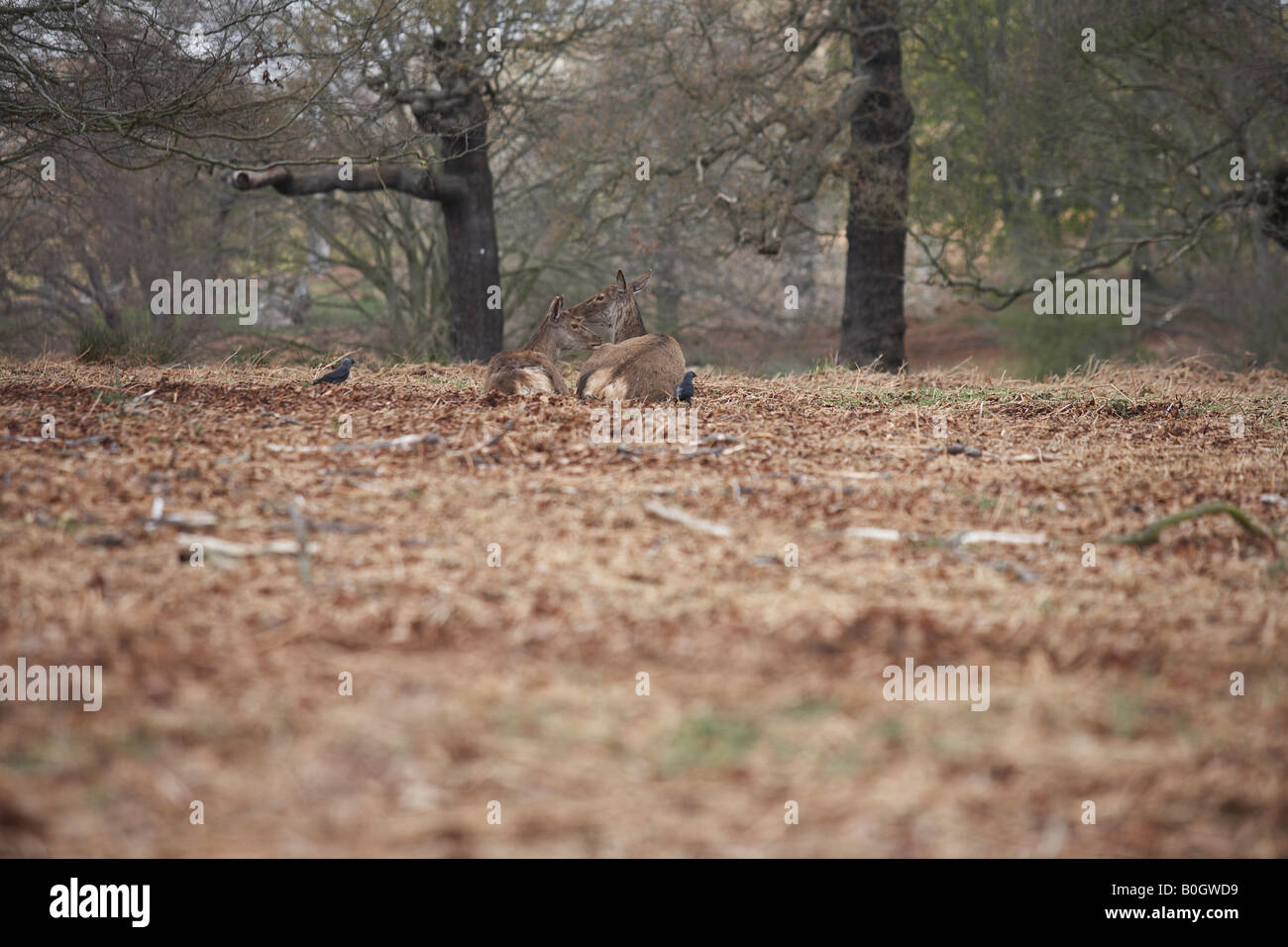 Two deer in Richmond Park Stock Photo - Alamy