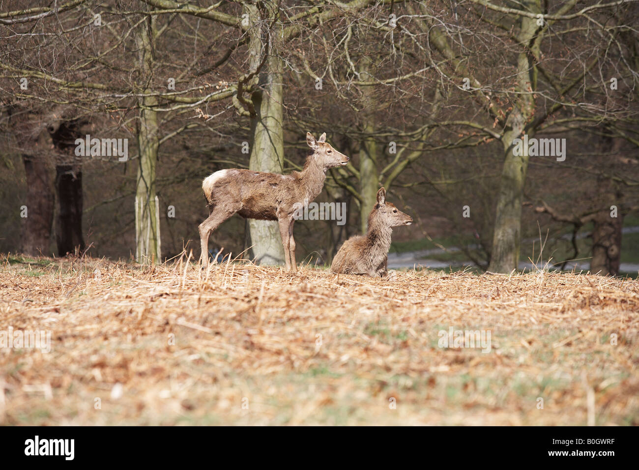 Two deer in Richmond Park Stock Photo - Alamy