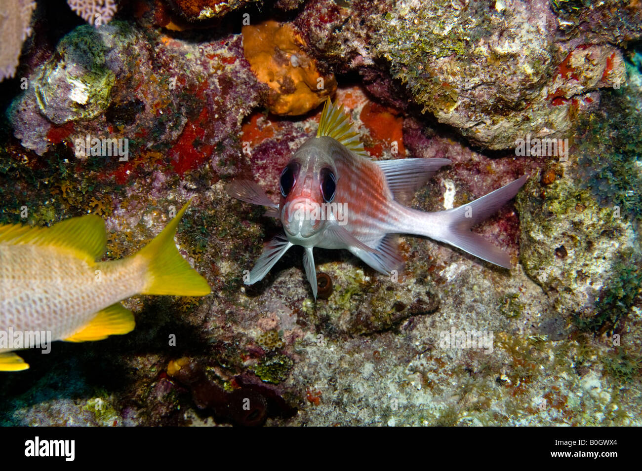 Fish_eyes hi-res stock photography and images - Alamy
