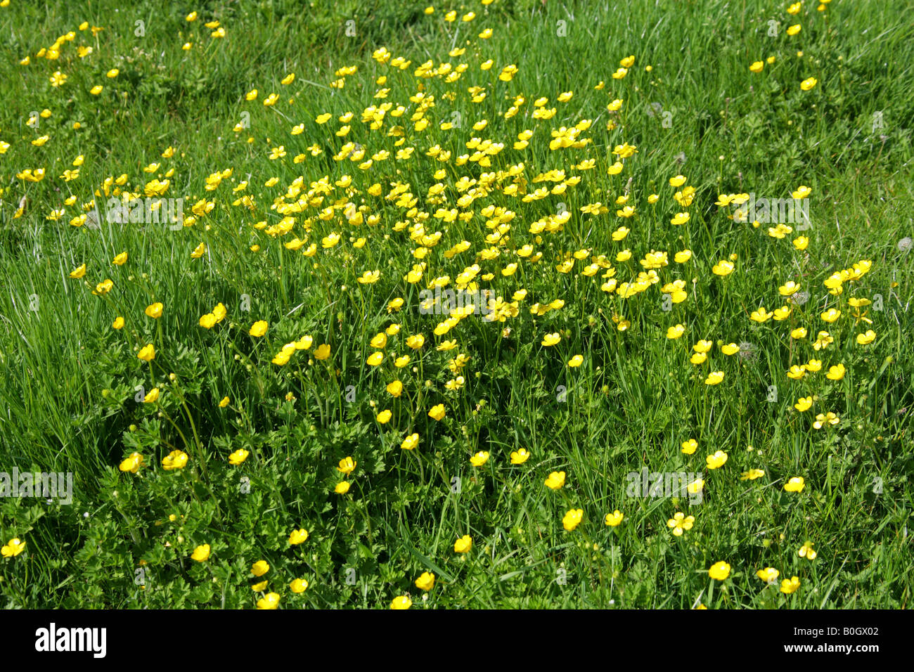 Ranunculus bulbosus hi-res stock photography and images - Alamy