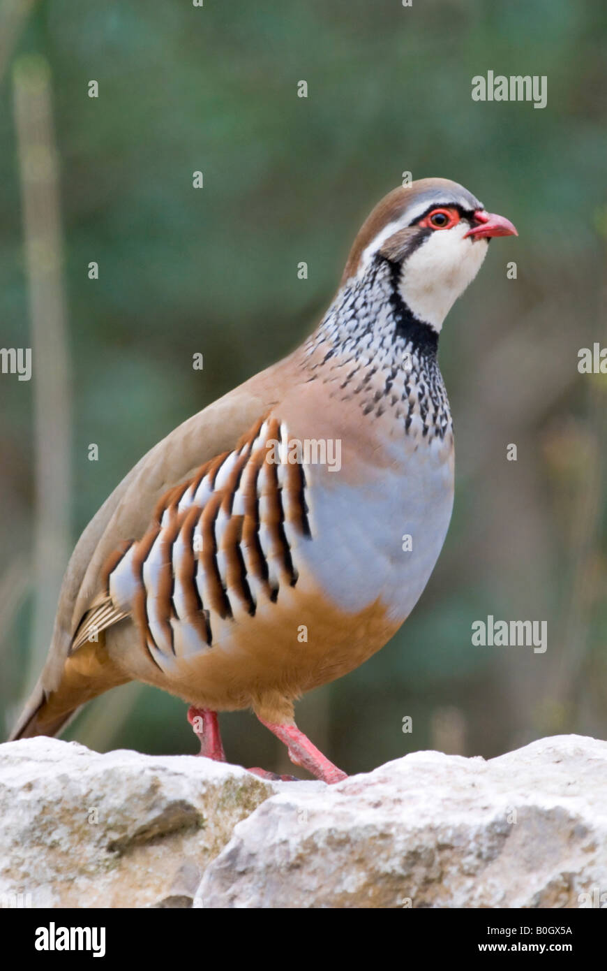 Red Legged Partridge Stock Photo - Alamy