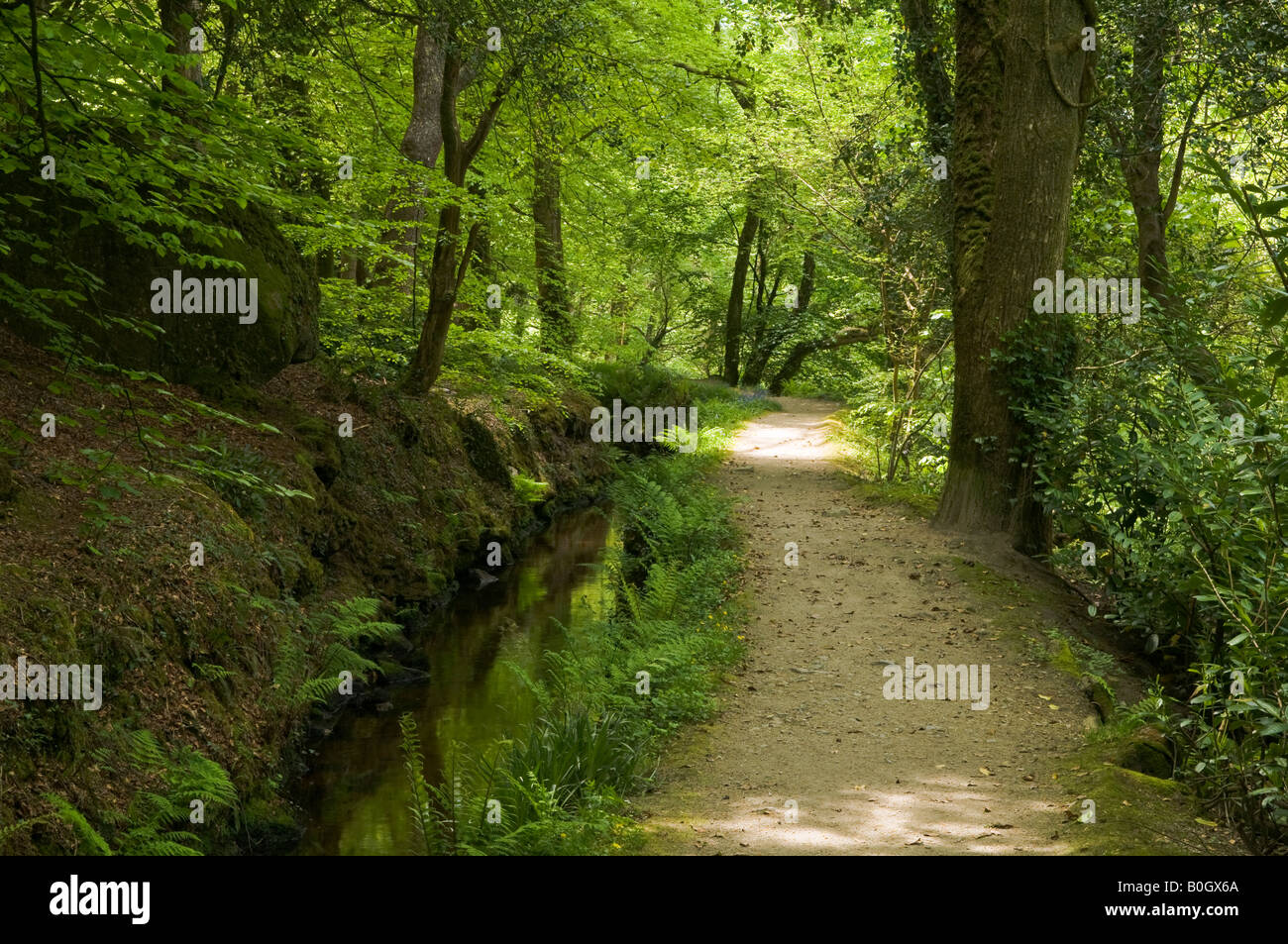 Pathway in Luxulyan Valley Stock Photo - Alamy