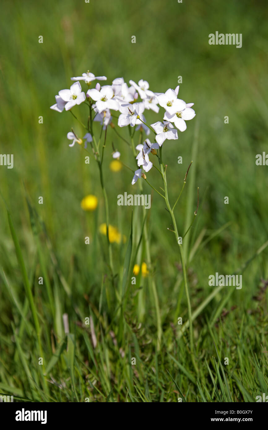 Cuckoo Flower aka Lady's Smock Cardamine pratensis Stock Photo - Alamy